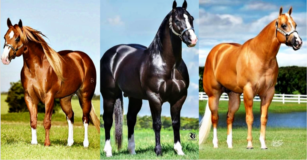 10 Fascinating Facts About The American Quarter Horse